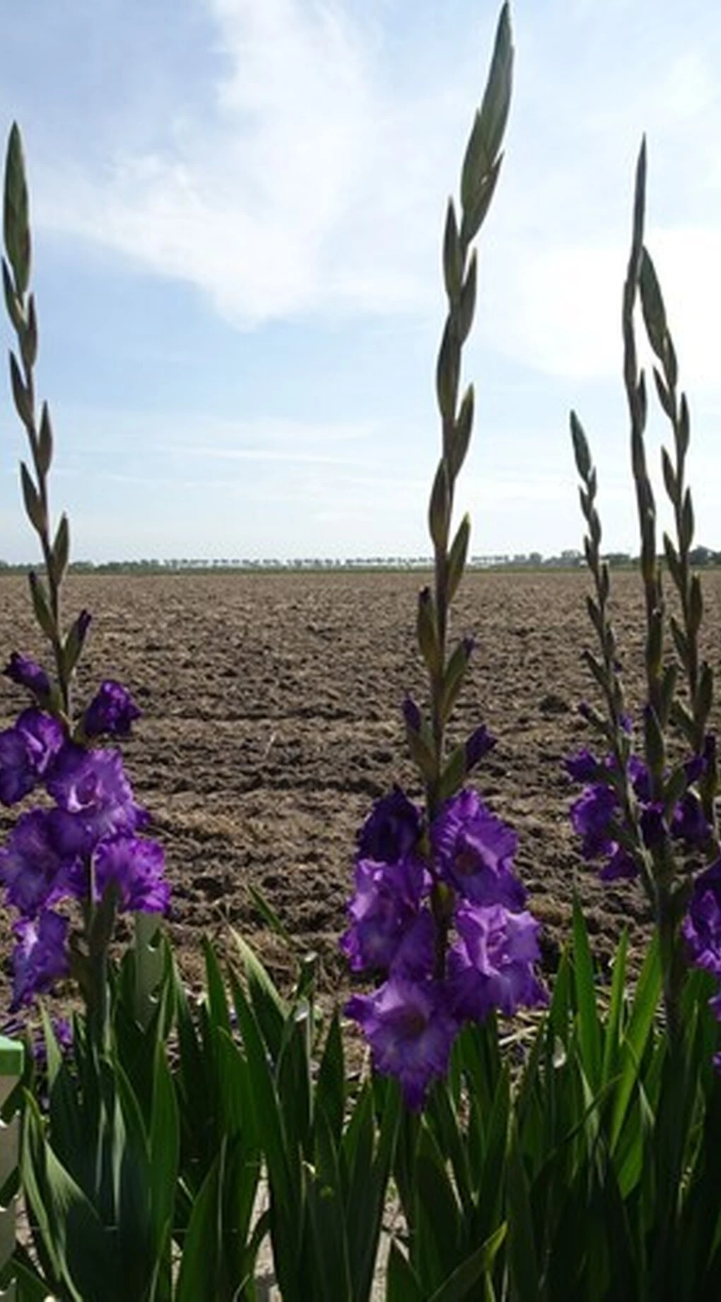 Magenta Princess | Forever Bulbs