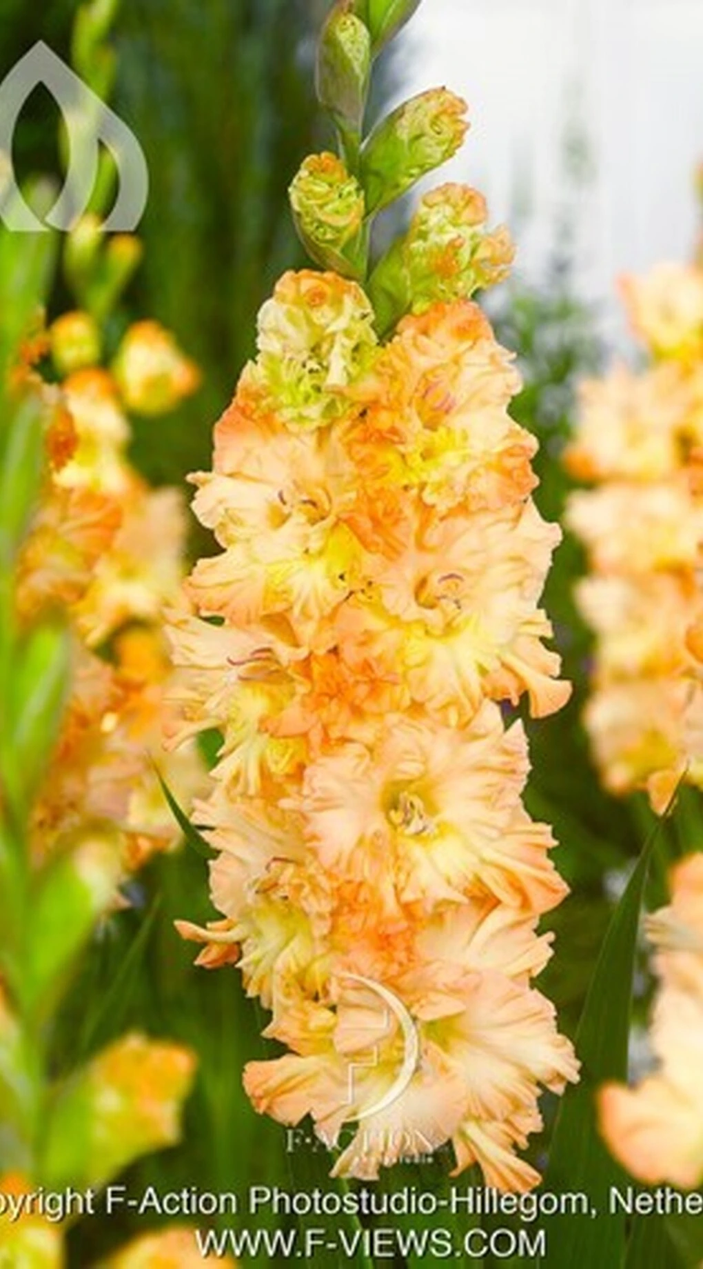 Moonlight Shadow | Forever Bulbs