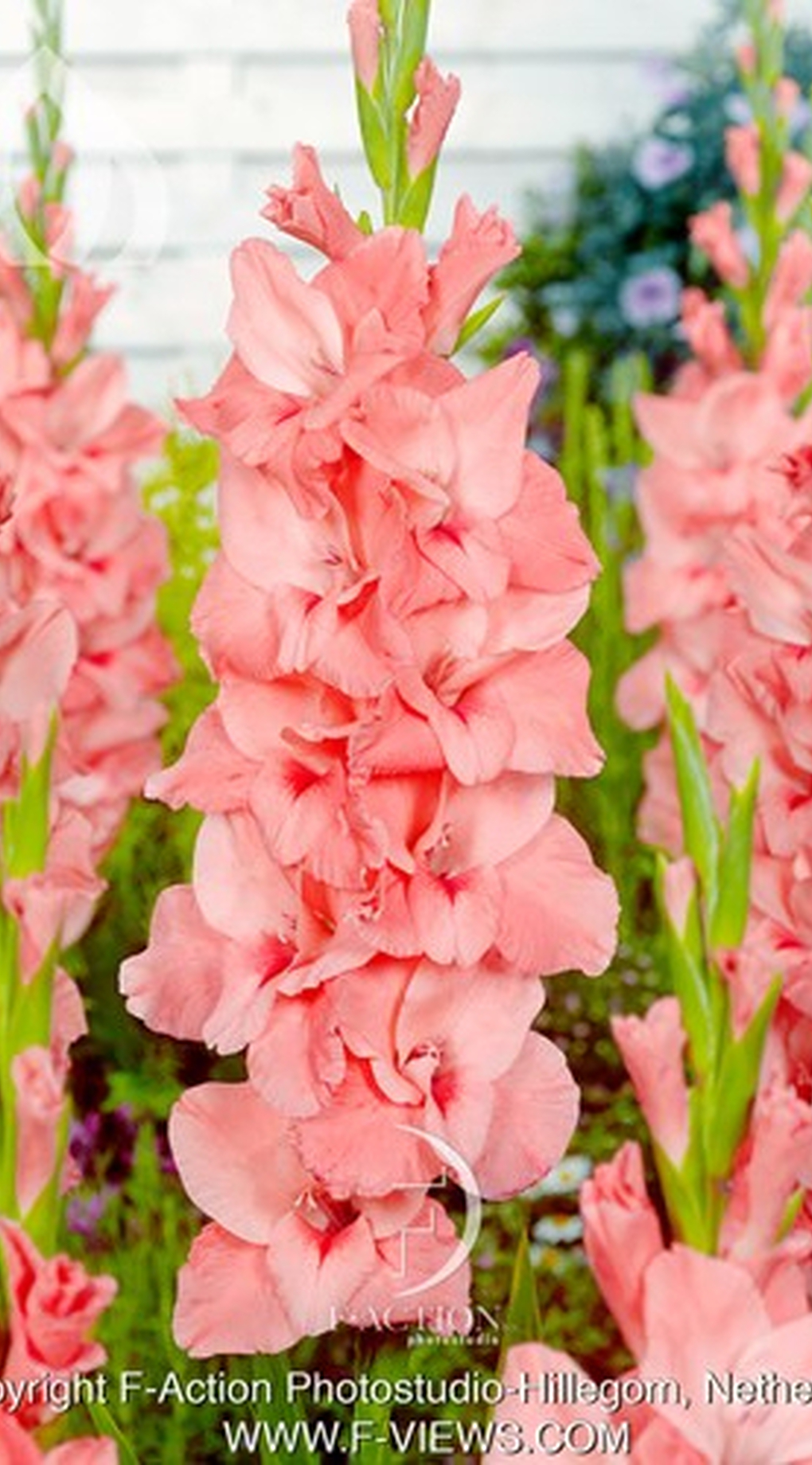 New Release Gladiola (Cut) - Forever Bulbs