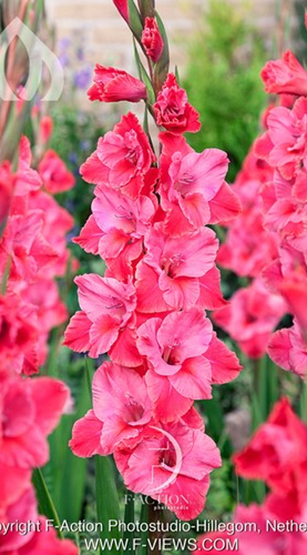 Titanic Gladiola (Dry) - Forever Bulbs
