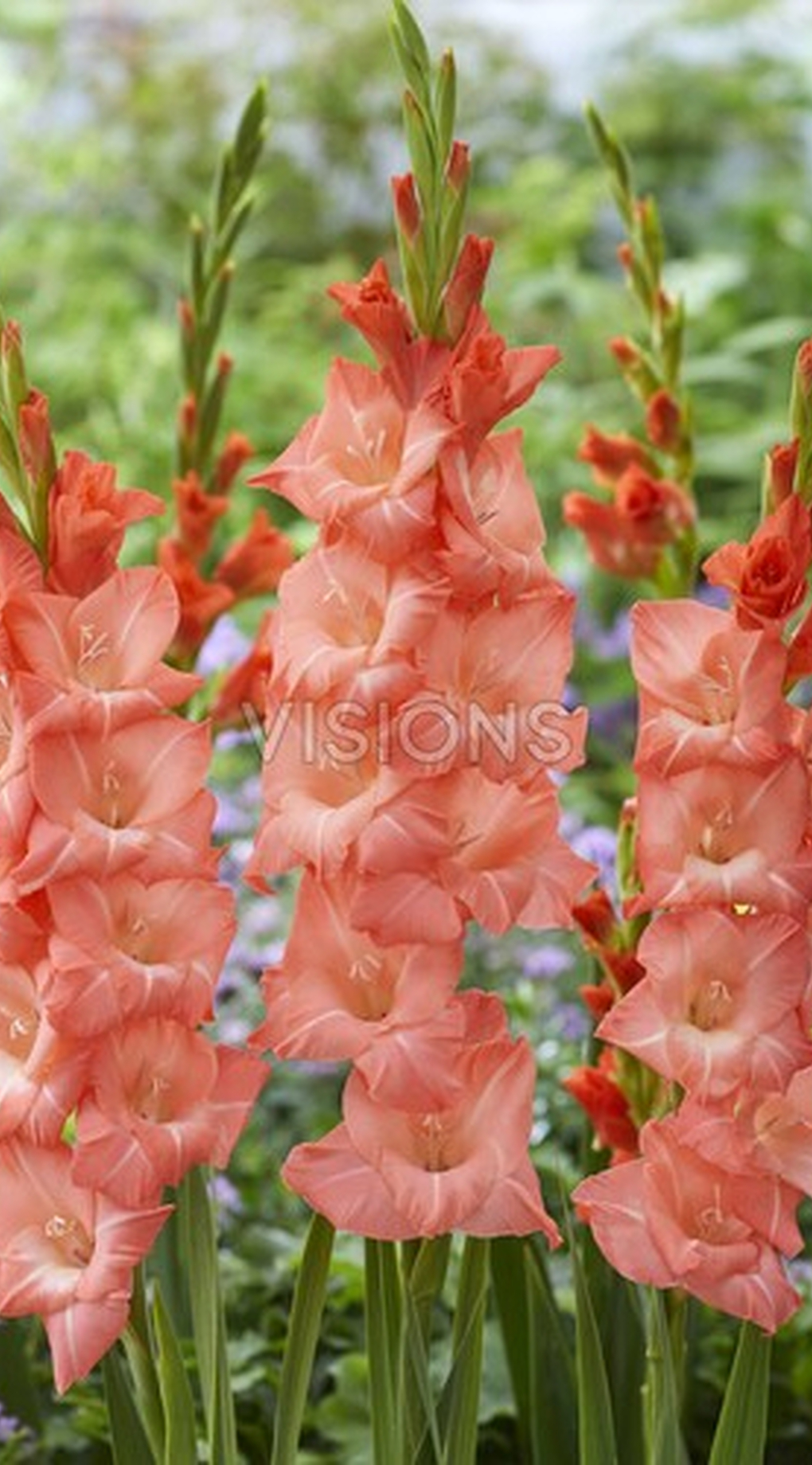 Circus Color Gladiolo (En Seco) - Forever Bulbs