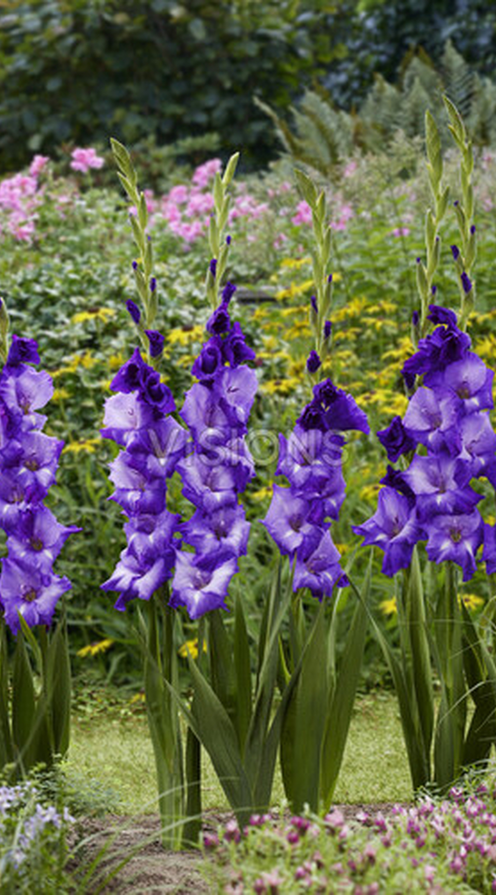 Circus Color Gladiolo (En Seco) - Forever Bulbs