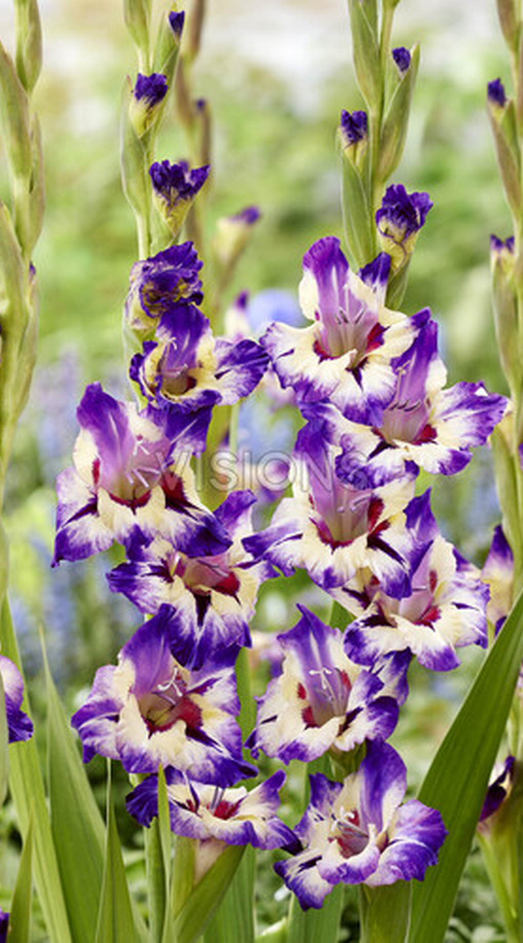 Circus Color Gladiolo (En Seco) - Forever Bulbs