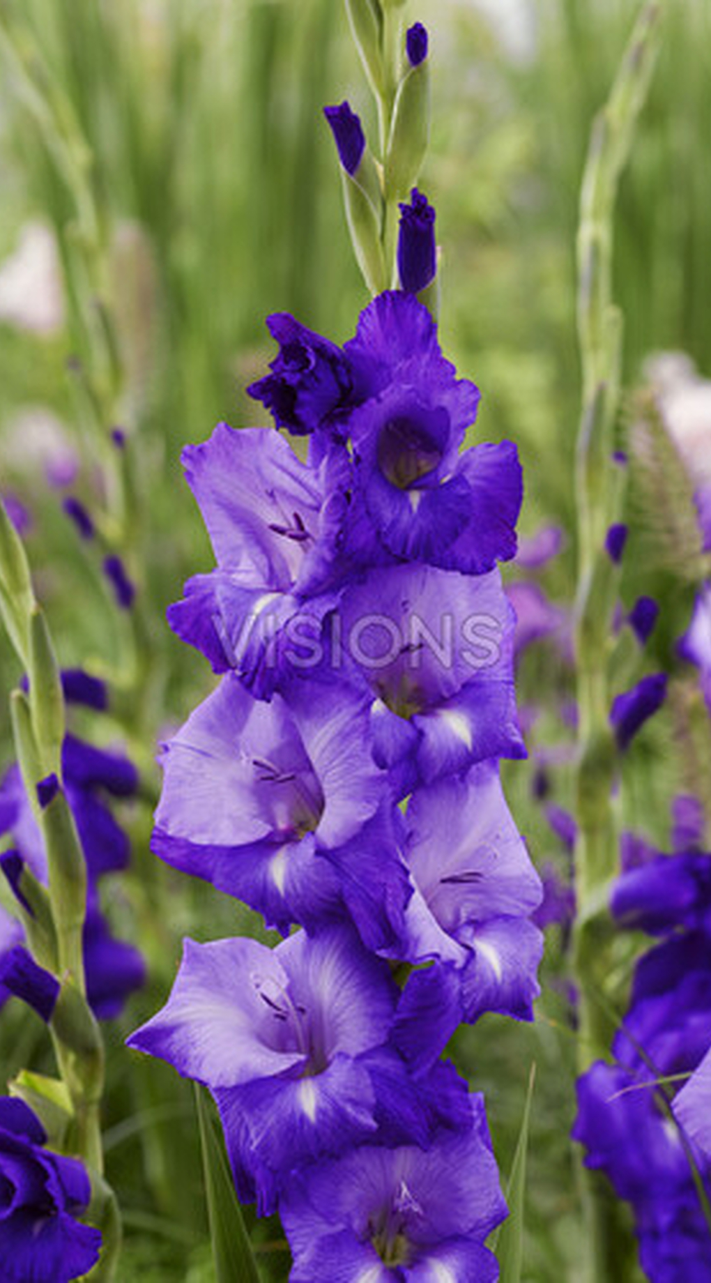 Circus Color Gladiolo (En Seco) - Forever Bulbs