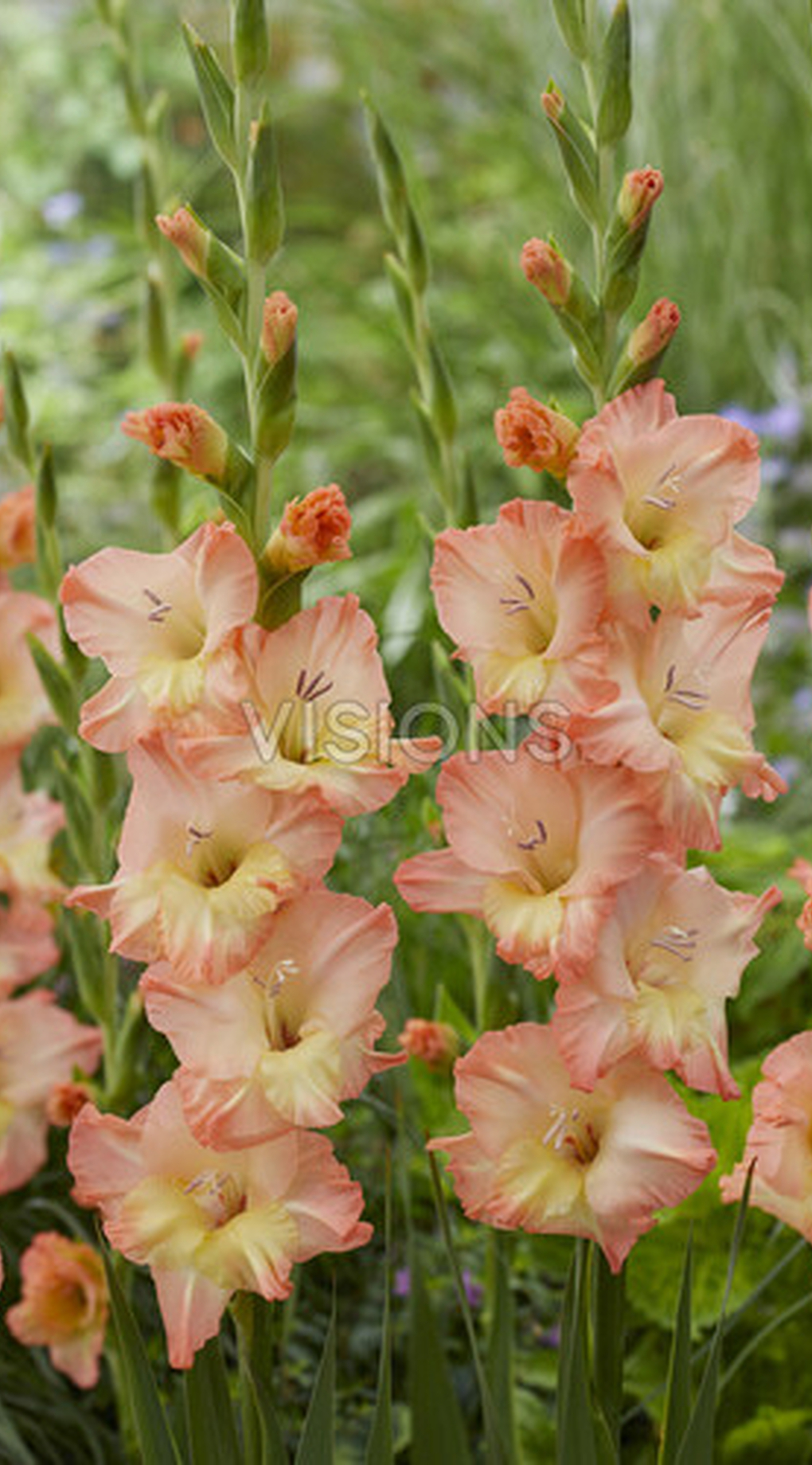 Circus Color Gladiolo (En Seco) - Forever Bulbs