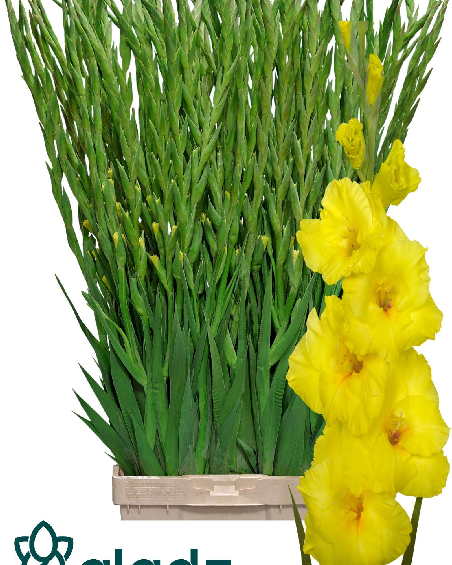 Bra val Gladiola (Cut) - Forever Bulbs