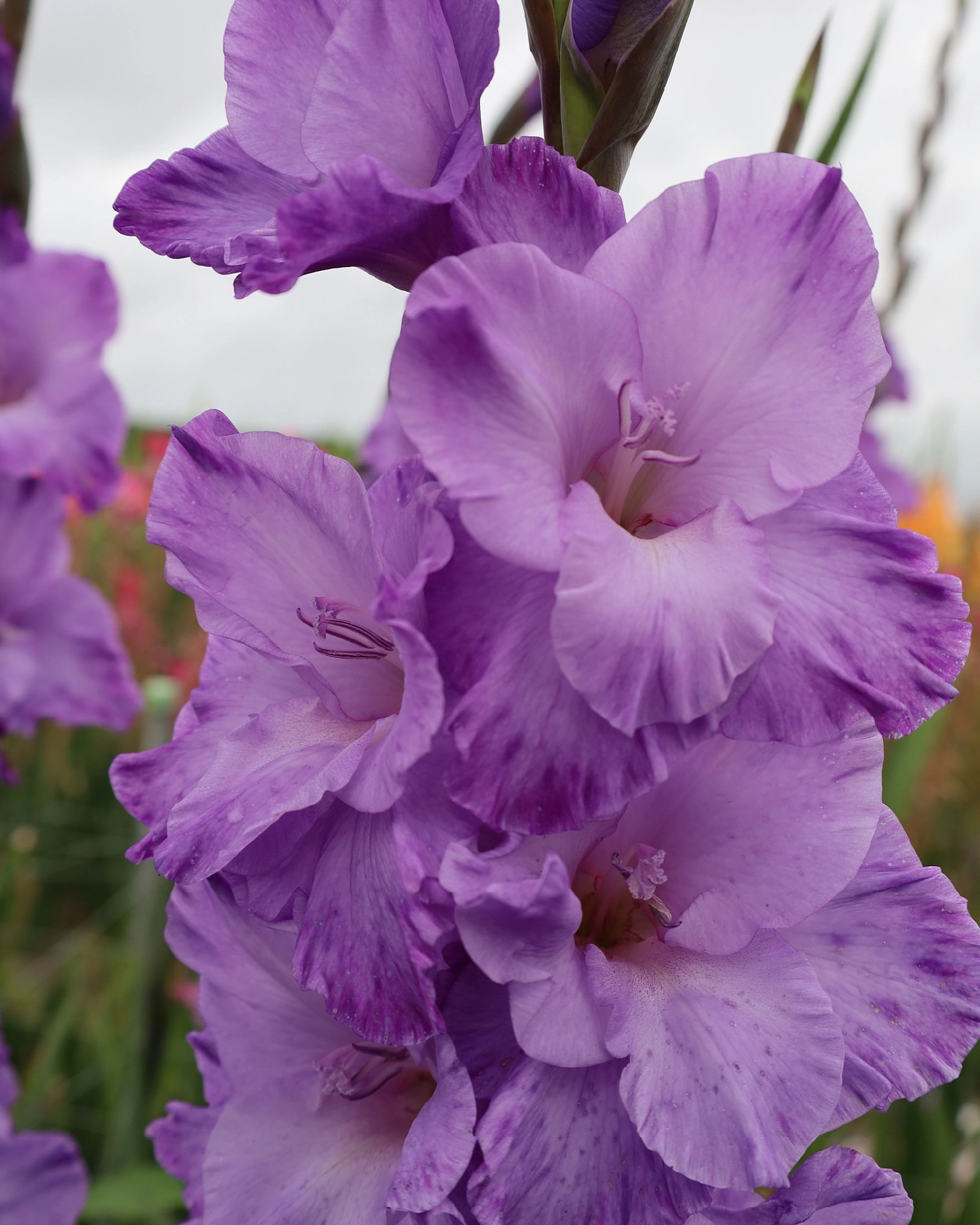 Milka Gladiola (Cut) - Forever Bulbs
