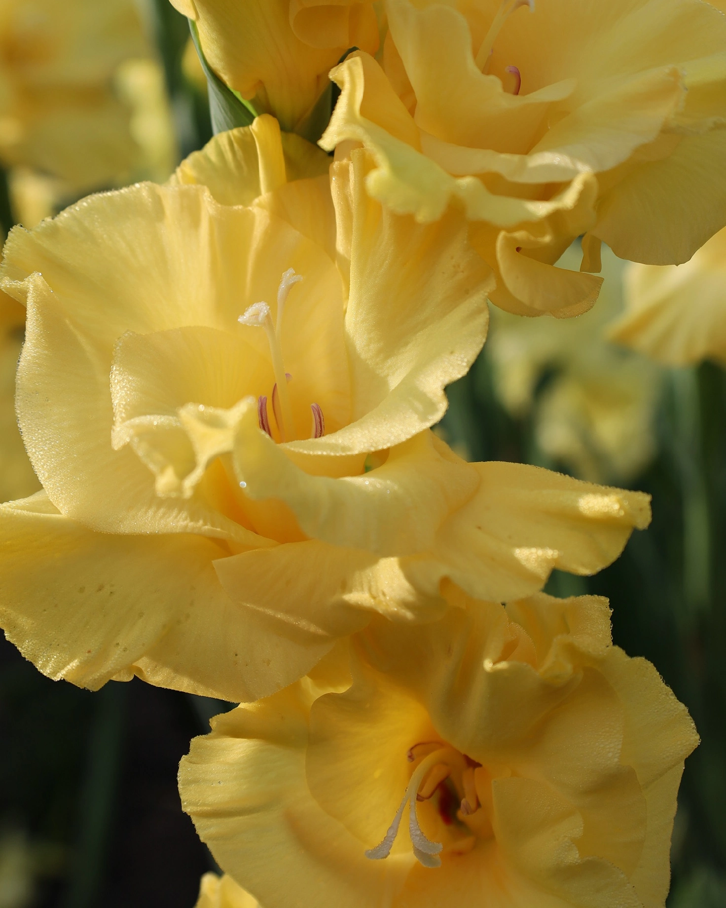 Bra val Gladiola (Cut) - Forever Bulbs