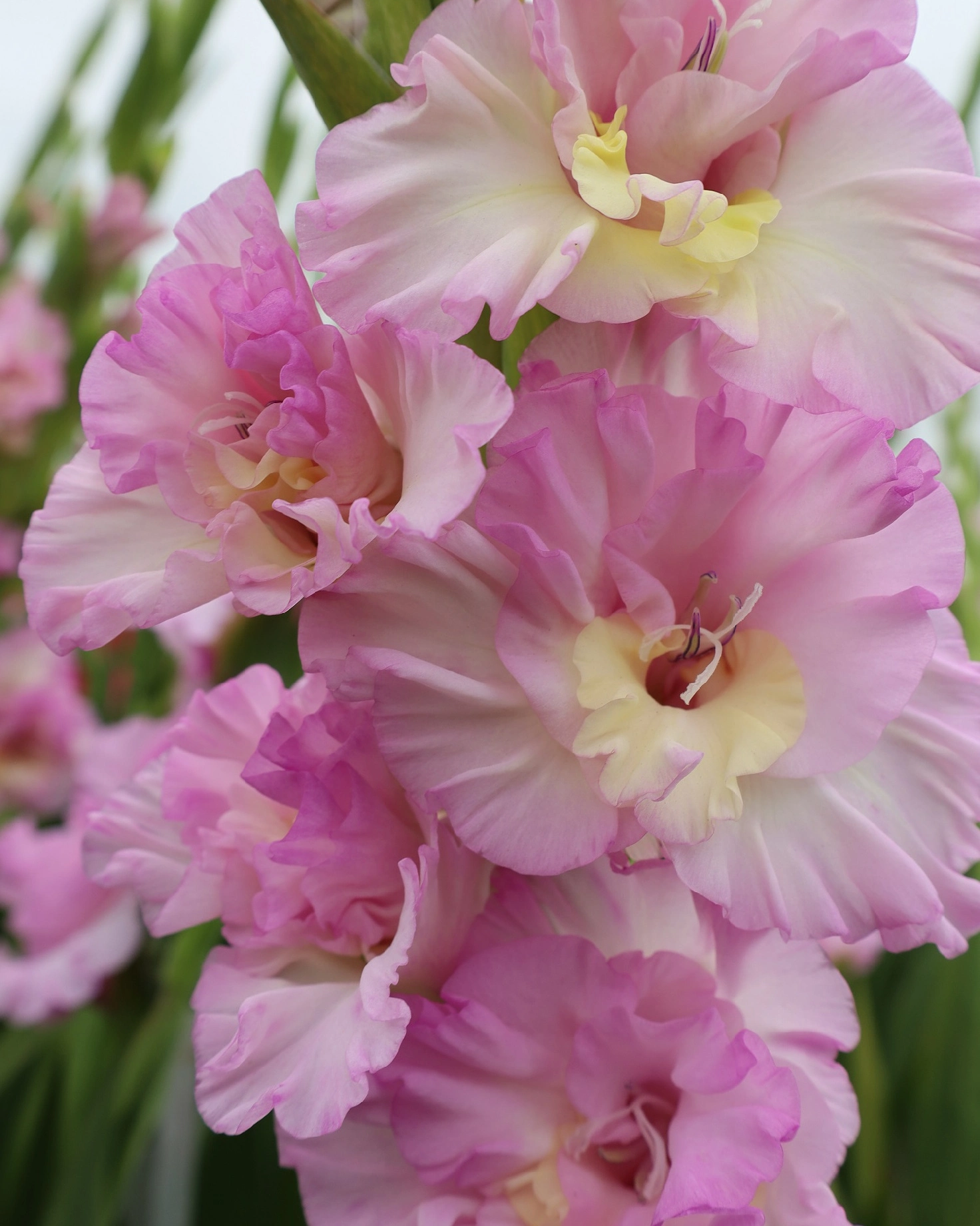Magenta Princess Gladiola (Cut) - Forever Bulbs