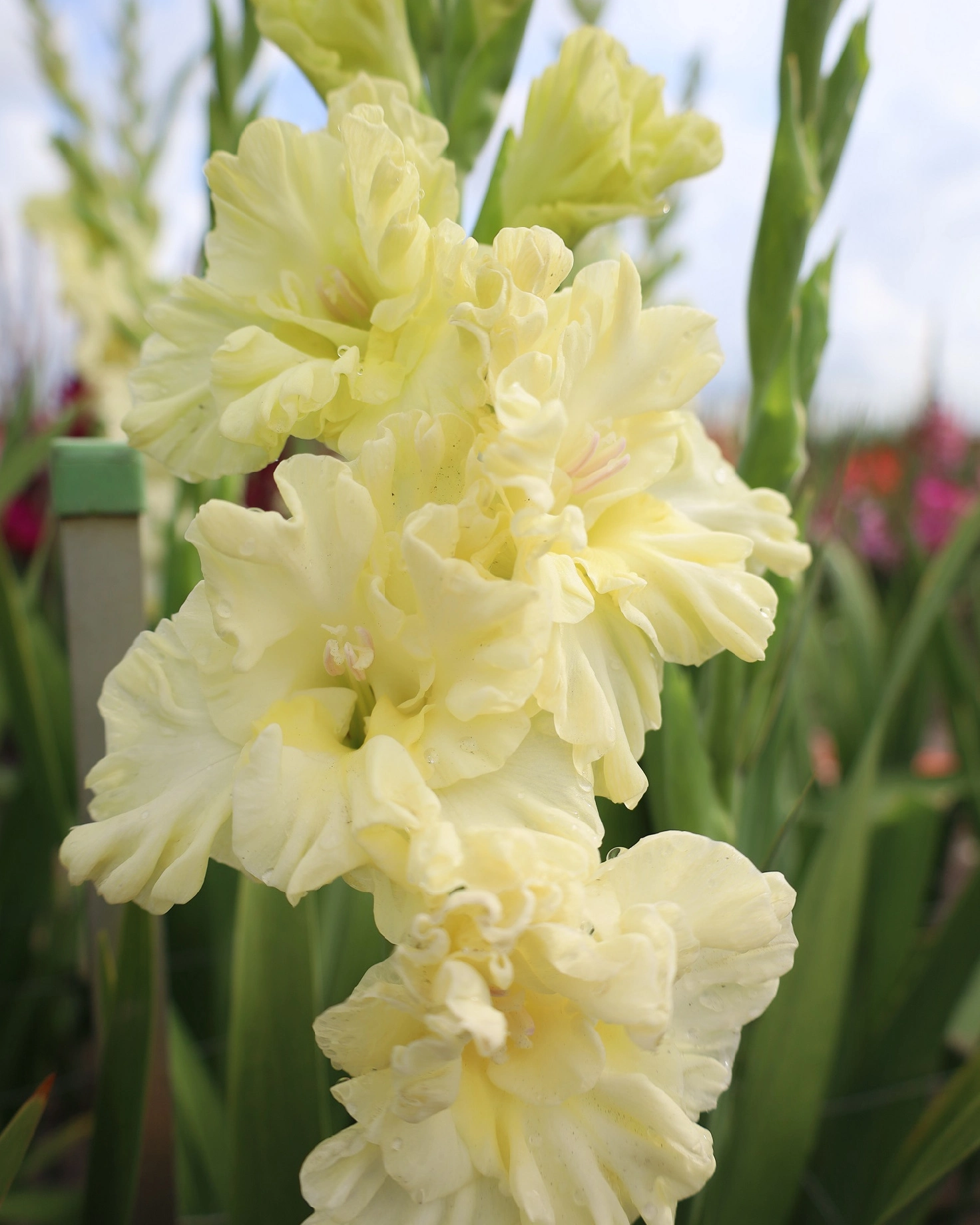 Sweet Crystal Gladiola (Cut) - Forever Bulbs