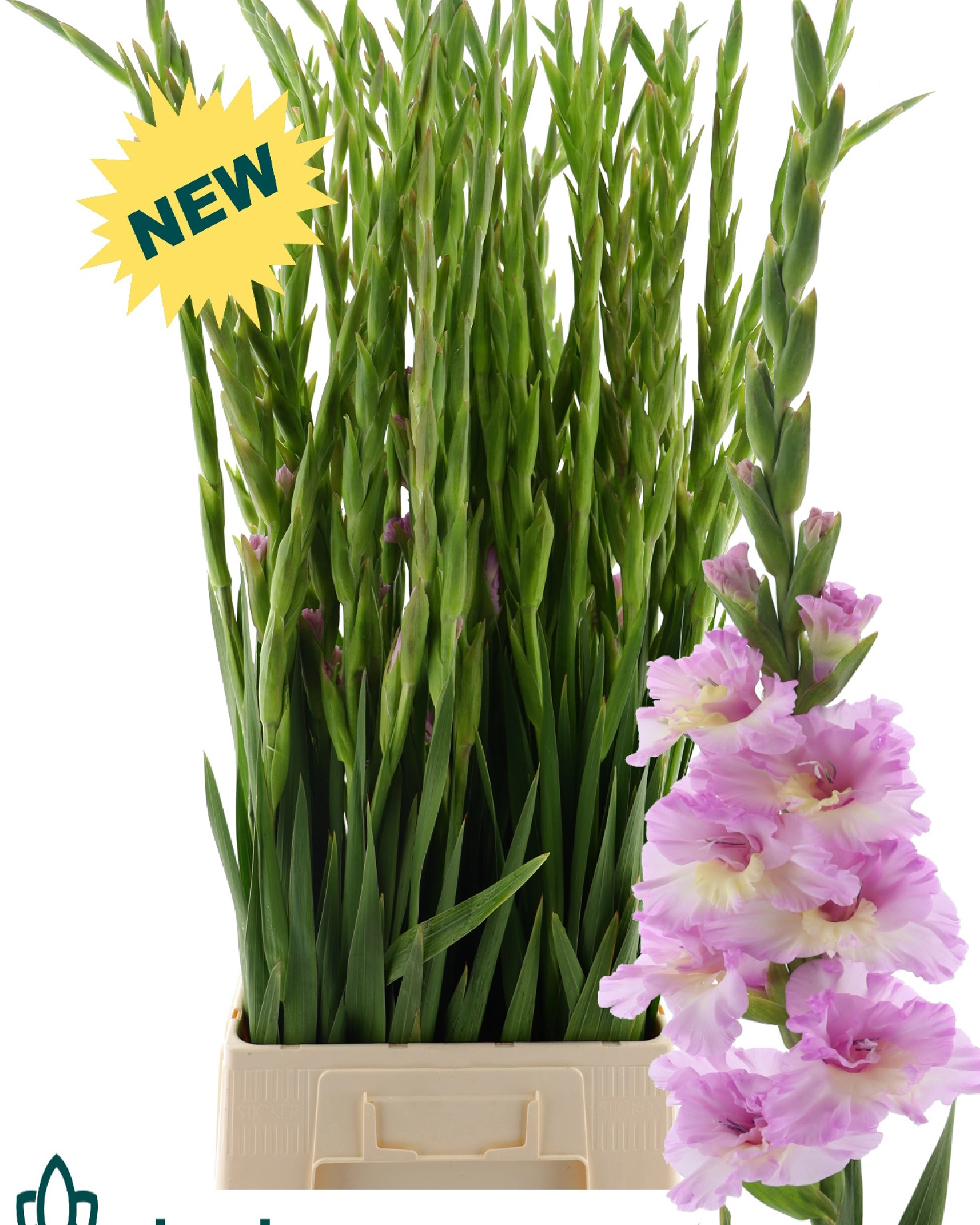 Magenta Princess Gladiola (Cut) - Forever Bulbs