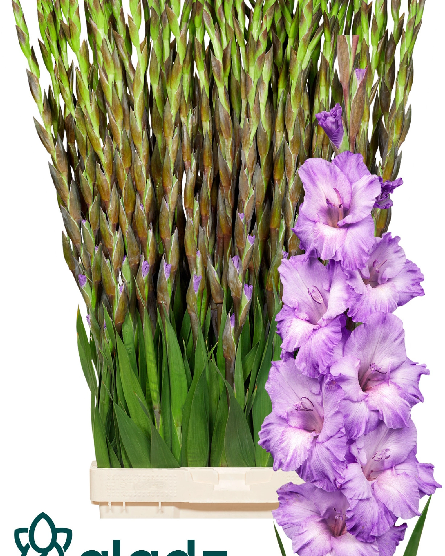 Milka Gladiola (Cut) - Forever Bulbs