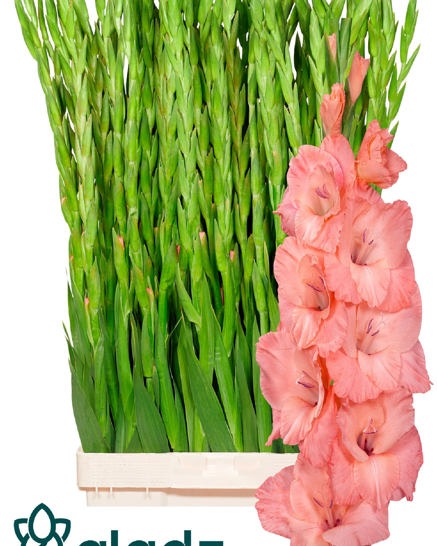 Sugar Babe Gladiola (Cut) - Forever Bulbs