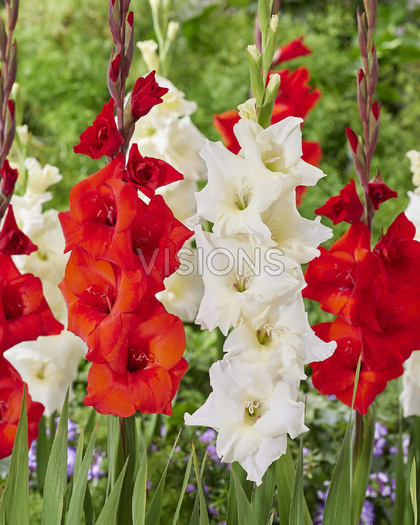 Red Balance Gladiola (Dry) - Forever Bulbs