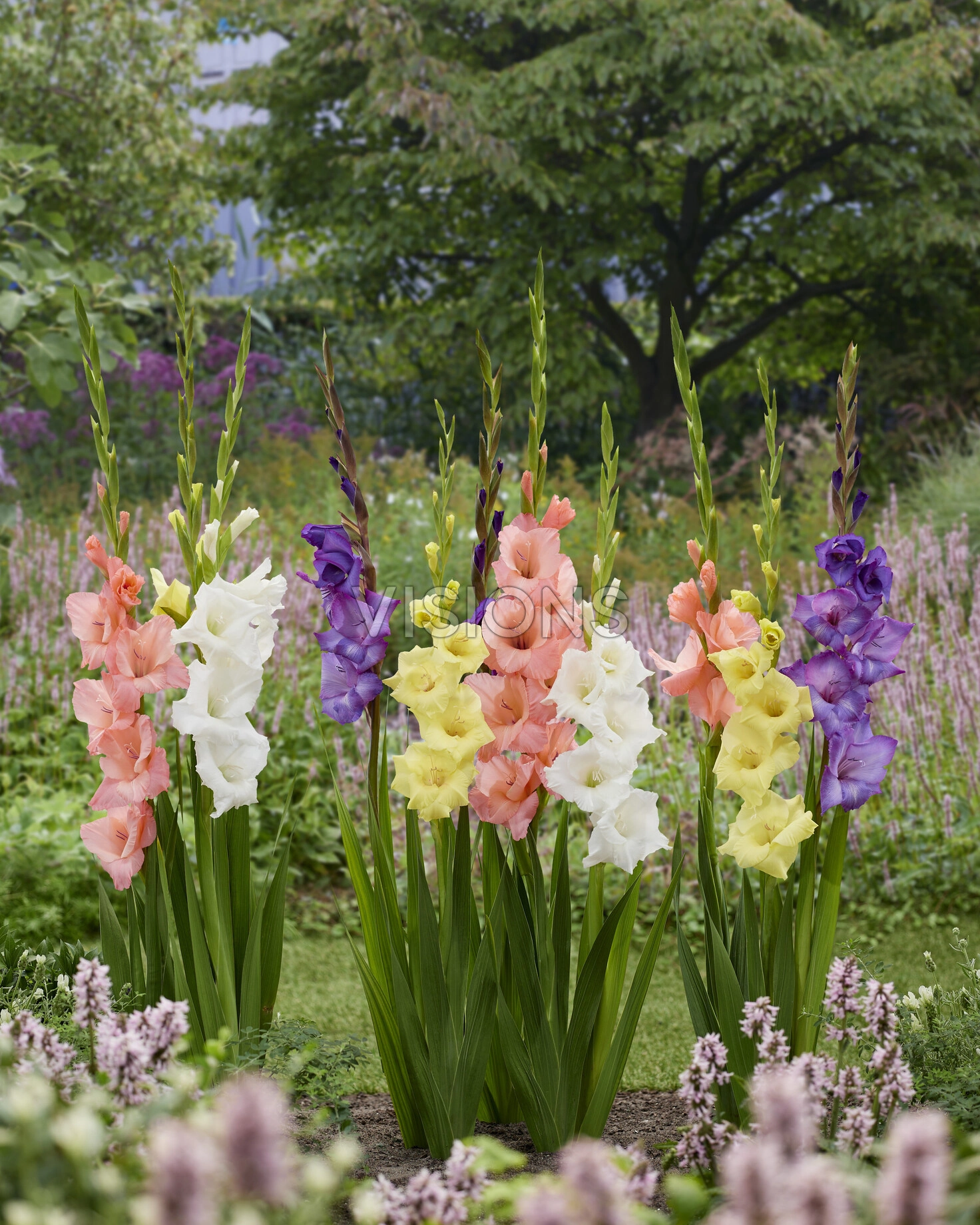 Chemistry Gladiola (Dry) - Forever Bulbs