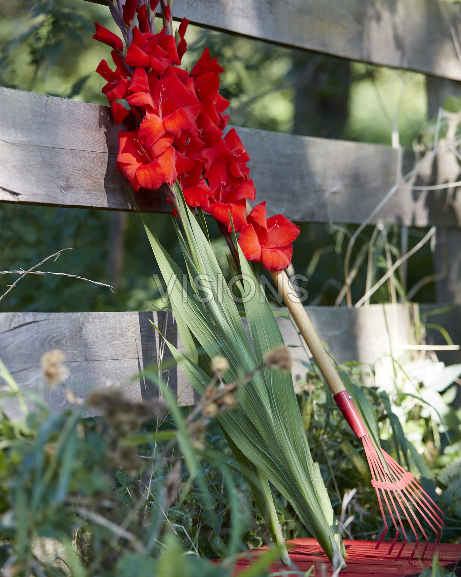 Dador de Pan Gladiola (Dry) - Forever Bulbs