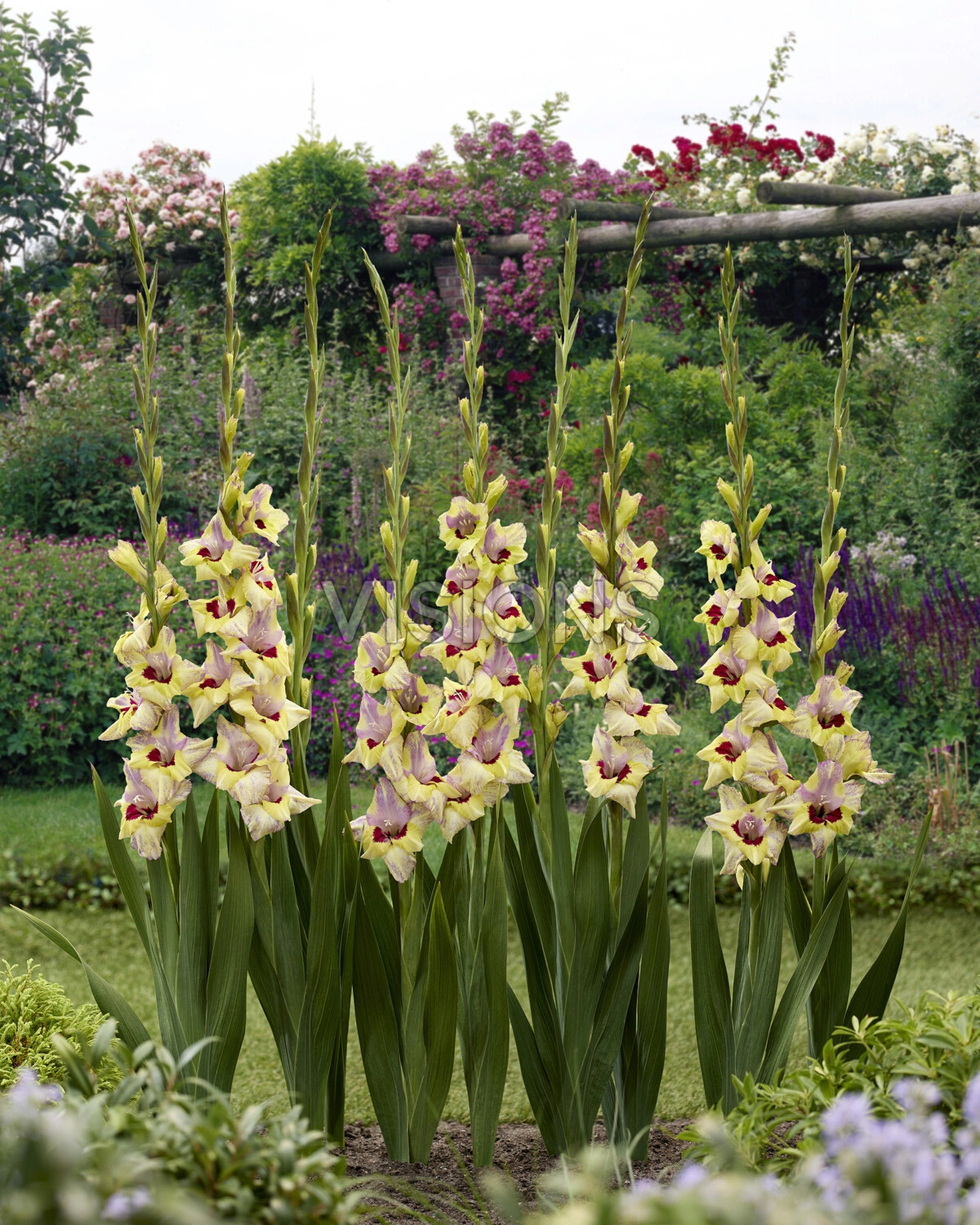 Oracle Gladiola (Dry) - Forever Bulbs