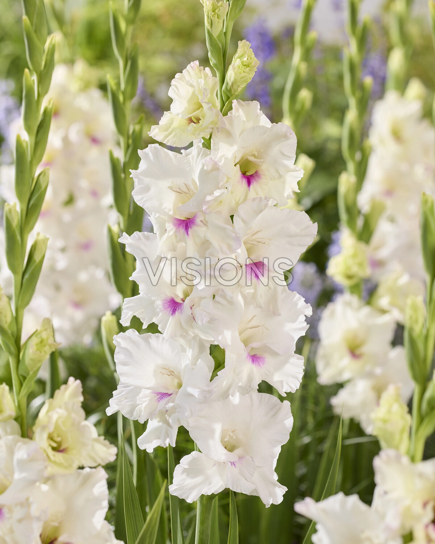 Norma Jean Gladiola (Dry) - Forever Bulbs