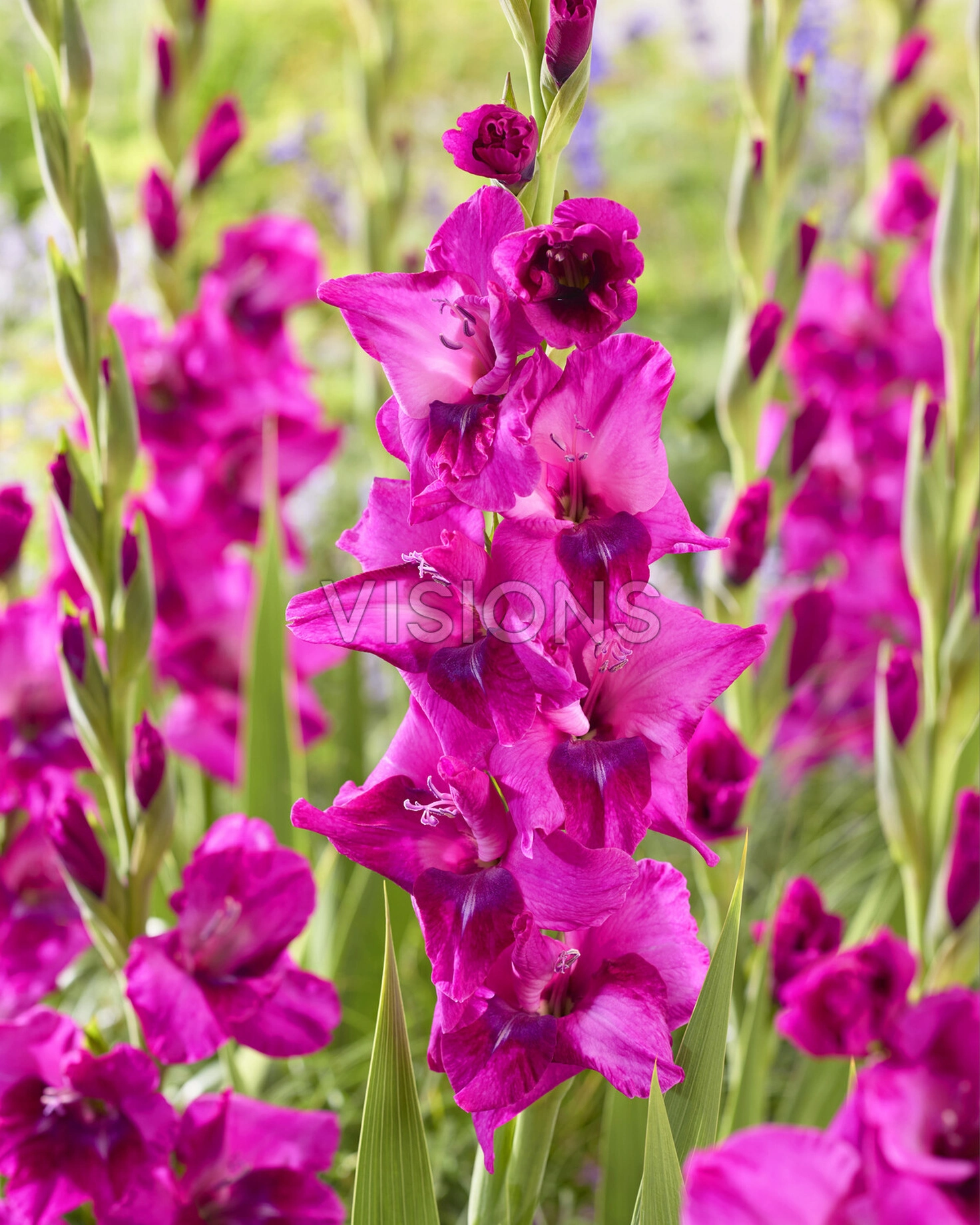 Mystic Magenta Gladiola (Dry) - Forever Bulbs