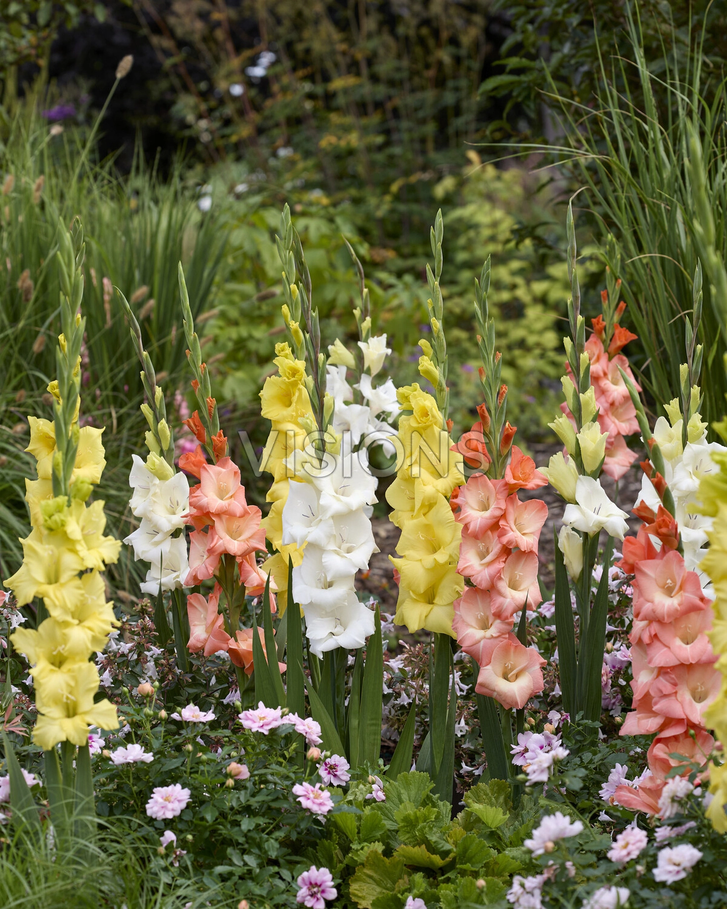 Lia Gladiola (Dry) - Forever Bulbs