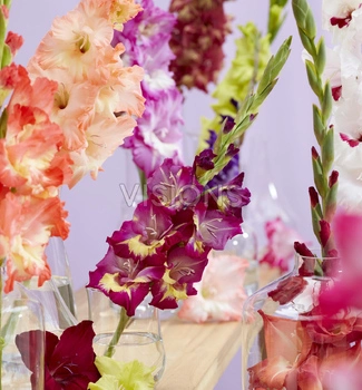 Ocaso Gladiola (Dry) - Forever Bulbs